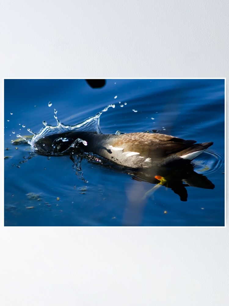 "Duck fishing for food" Poster for Sale by PurteePhotos | Redbubble