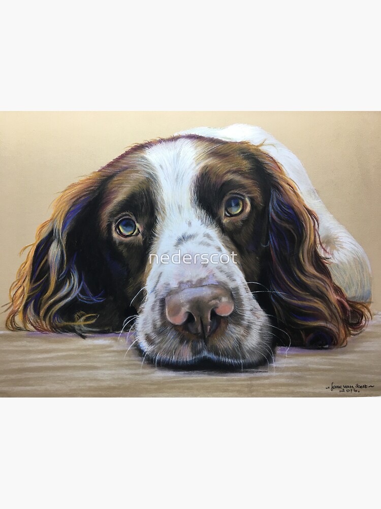 "English Springer Spaniel " Sticker by nederscot | Redbubble