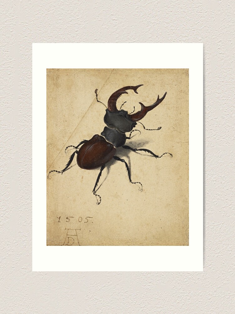 "Albrecht Dürer - Stag Beetle 1505" Art Print for Sale by ...