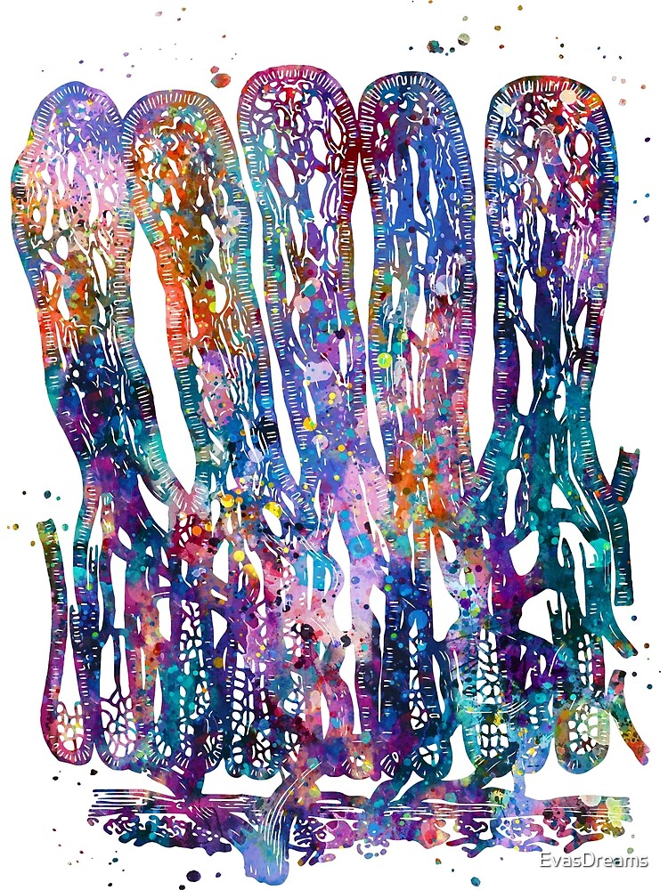 Intestine Abstract Anatomy Print Intestinal Villi Poster, 40% OFF