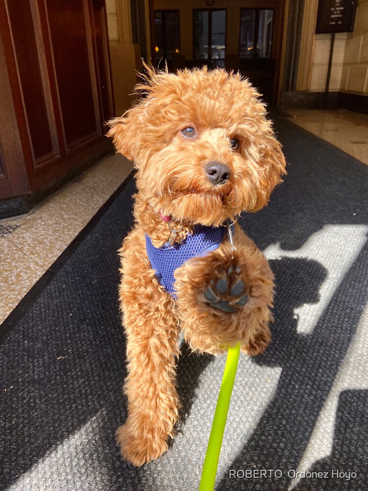 "Jared" Sticker for Sale by BOBBYBABE | Redbubble