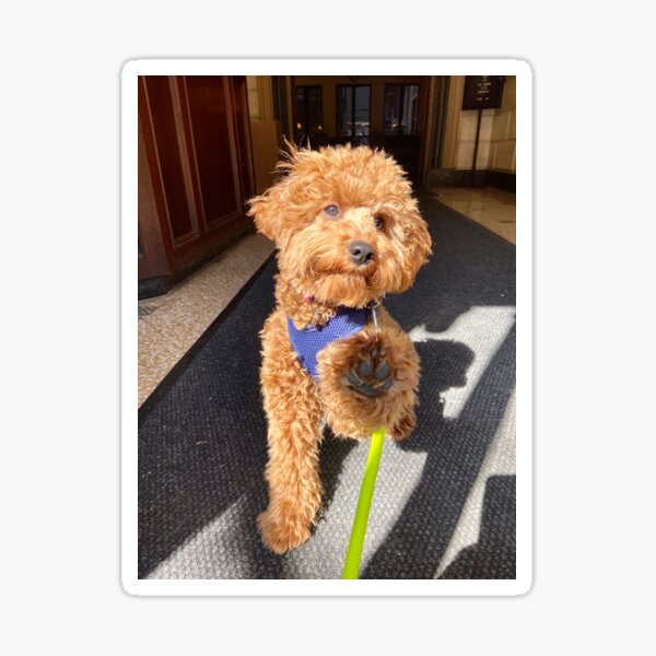 "Jared" Sticker for Sale by BOBBYBABE | Redbubble