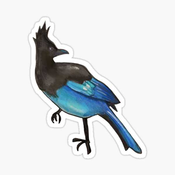 "Steller's Jay " Sticker for Sale by shehitsback | Redbubble