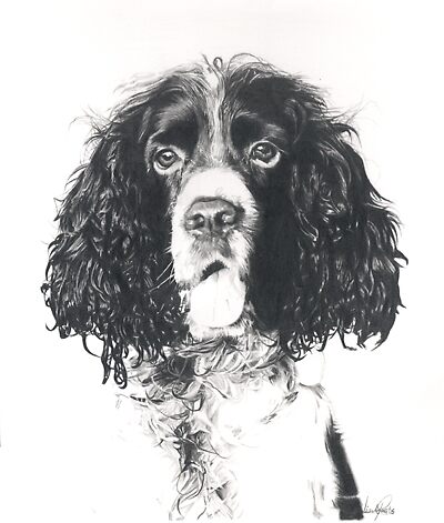 "Springer Spaniel Pencil Drawing" by onlypencil | Redbubble