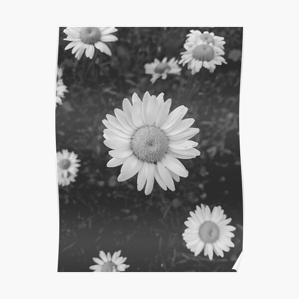 "Black and White daisies at dusk" Poster for Sale by BeetleAndFern ...