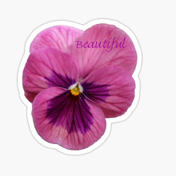 "Beautiful Pansy " Sticker for Sale by IMAGESDEZIGNS | Redbubble