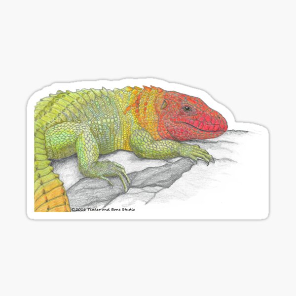 "Caiman Lizard" Sticker for Sale by TinkerandBone | Redbubble