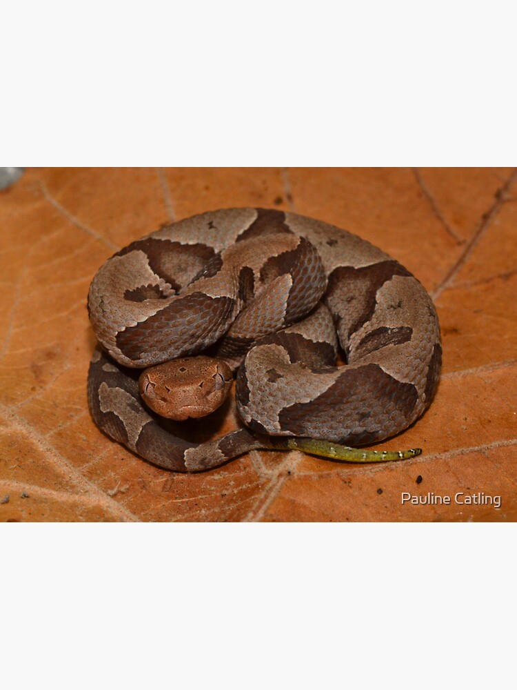 "Neonate Copperhead" Sticker by pcatling | Redbubble