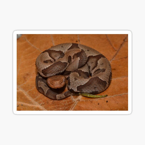 "Neonate Copperhead" Sticker by pcatling | Redbubble