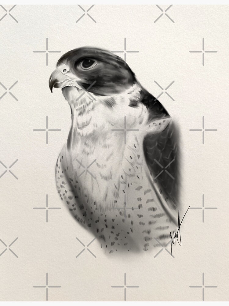 "Pencil art of a peregrine falcon " Sticker for Sale by MAF-MERCH ...