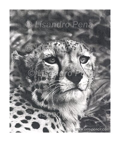 "Cheetah Pencil Drawing" by onlypencil | Redbubble