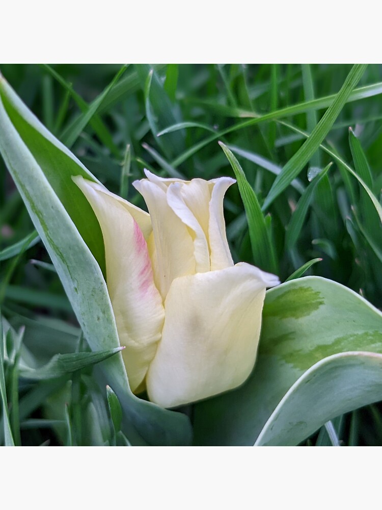 "Tulip with bit of pink" Sticker by AustaArt | Redbubble