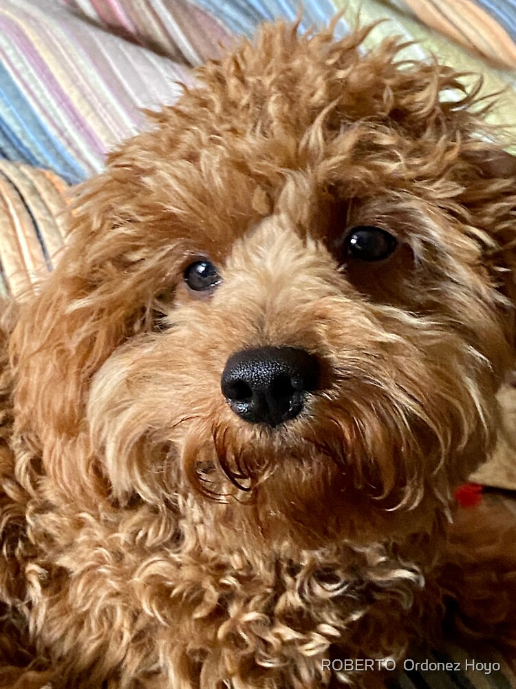 "Jared" Sticker by BOBBYBABE | Redbubble