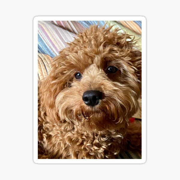 "Jared" Sticker by BOBBYBABE | Redbubble