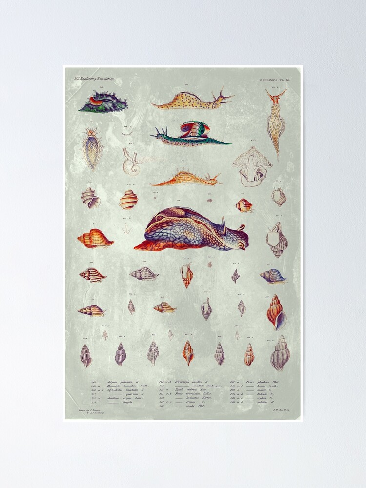 Póster «Ilustración de variedades de caracoles de Mollusca & Shells por ...