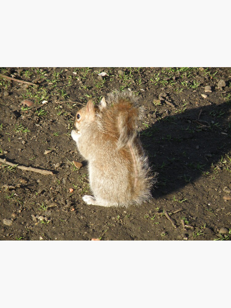 "Grey Squirrel Turns its back Photograph" Sticker by naturegallery ...