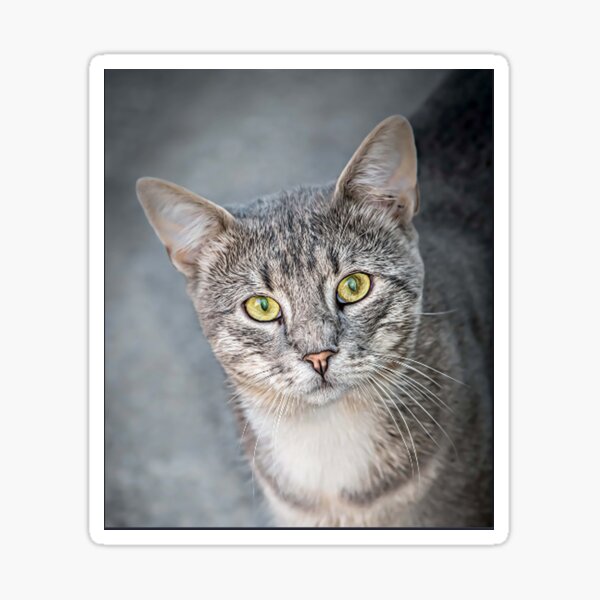 "Grey cat" Sticker for Sale by ElProfesor98 | Redbubble