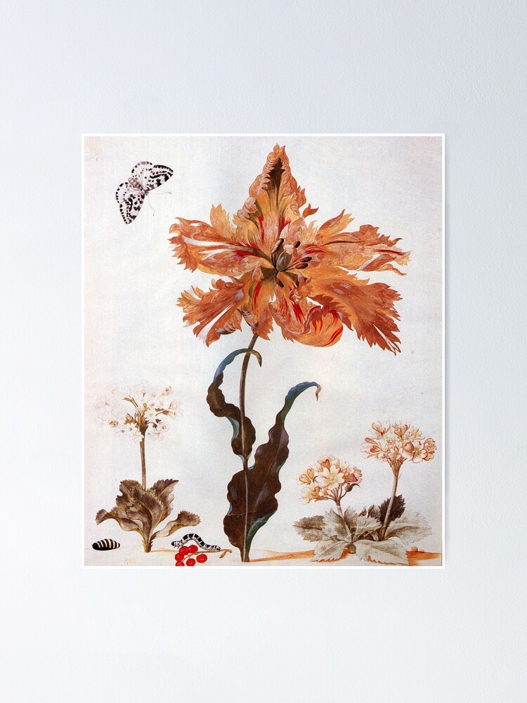 "Maria siblyan Merian" Poster for Sale by Yandix | Redbubble