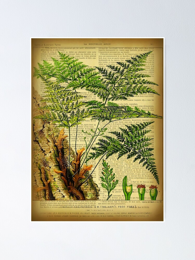 "Fern on Vintage Dictionary Pages" Poster for Sale by Huberterrell ...