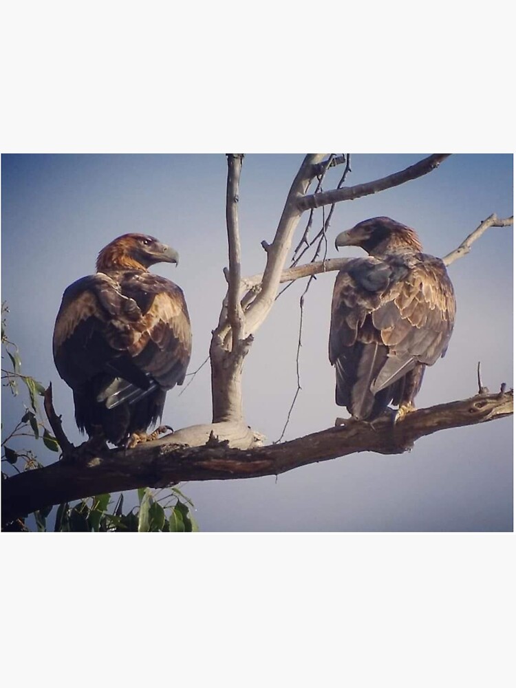 "Wedgetail Pair" Sticker by Sugarloafdesign | Redbubble