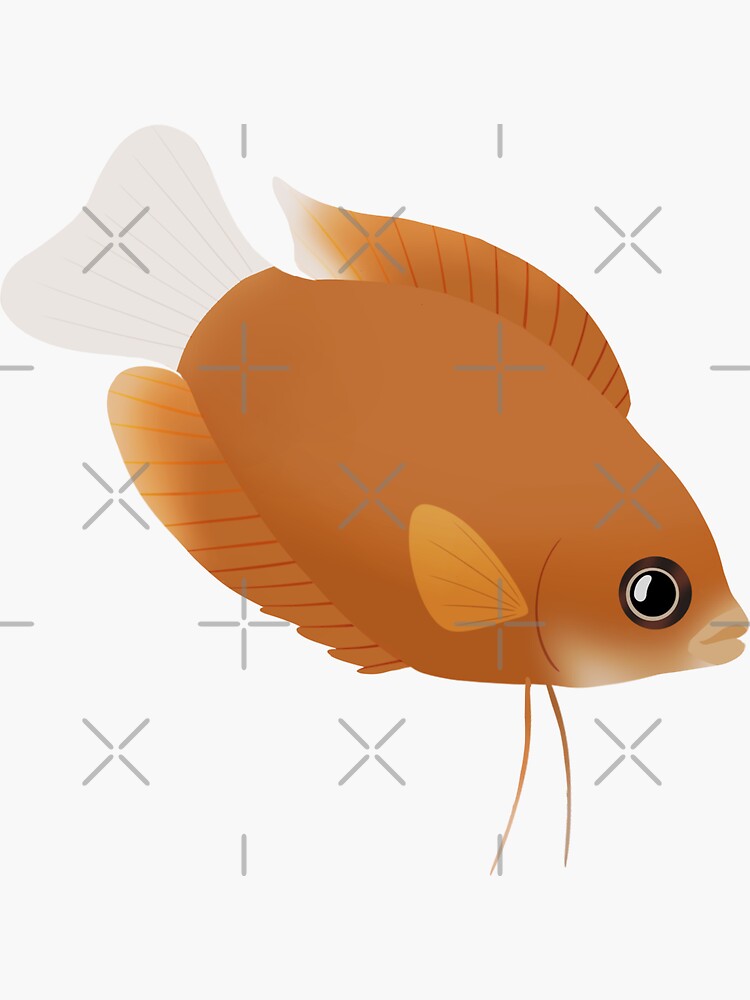 "Thick lipped Gourami (T. labiosa)" Sticker for Sale by shiinzi | Redbubble