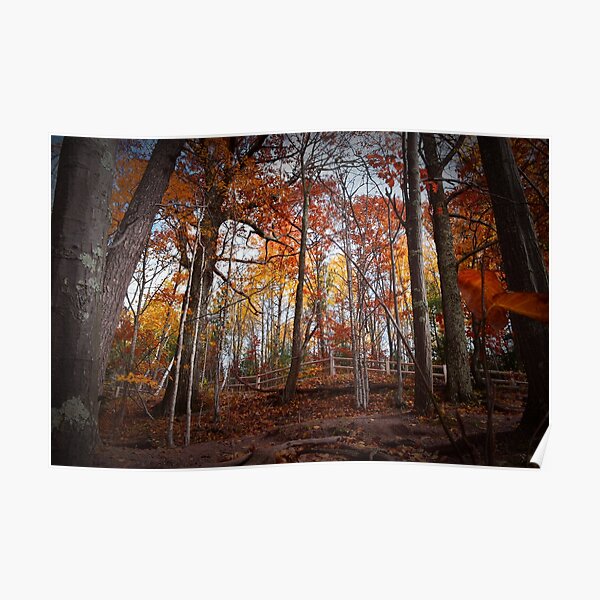 "Path" Poster for Sale by enigmaticprints | Redbubble