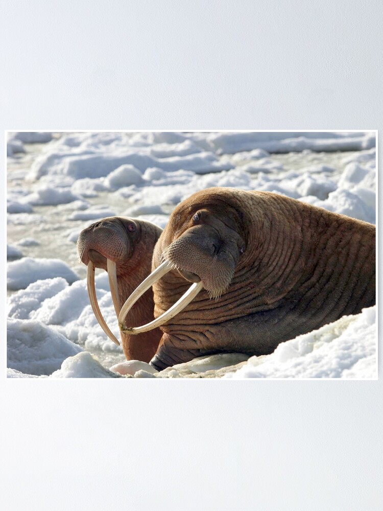 "Walrus" Poster by KnightSteel | Redbubble