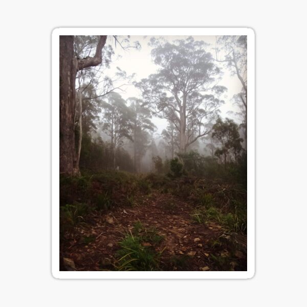 "Misty Forest" Sticker by Sugarloafdesign | Redbubble