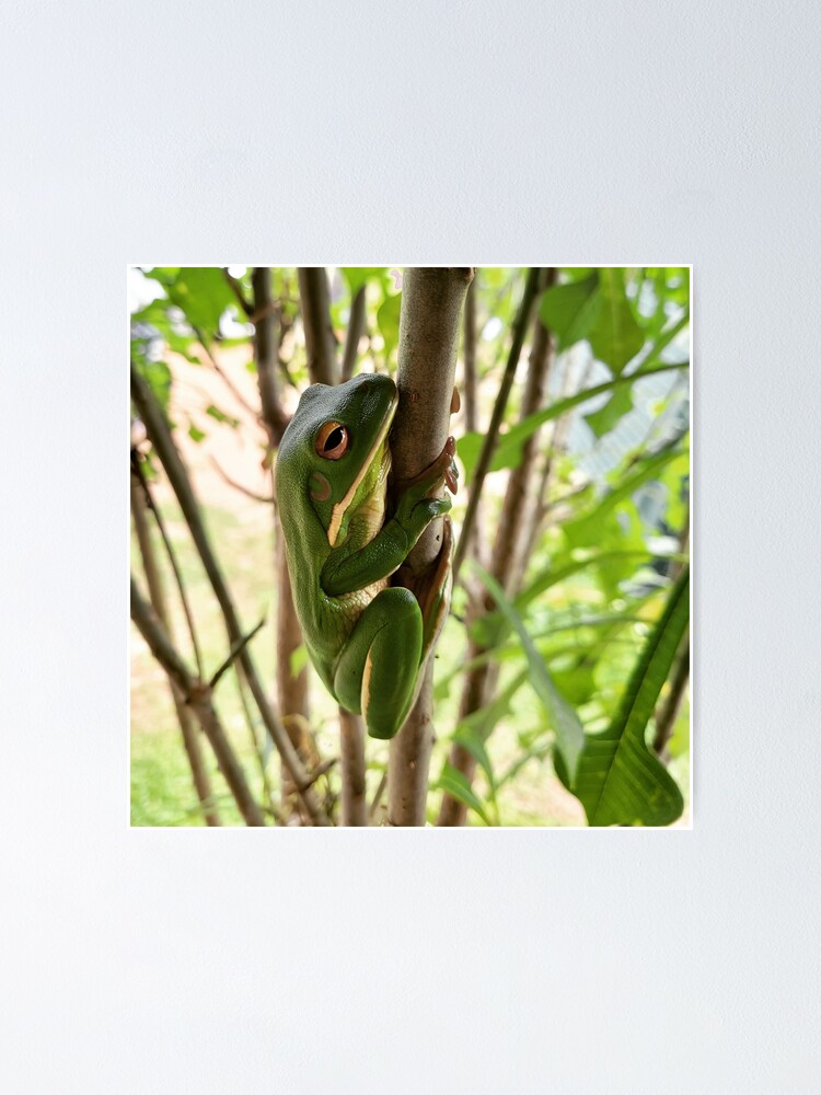 "Green tree frog" Poster for Sale by RainforestMagic | Redbubble