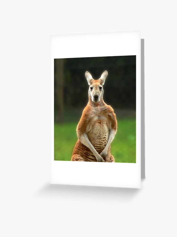 "Kangaroo" Greeting Card for Sale by margotk | Redbubble