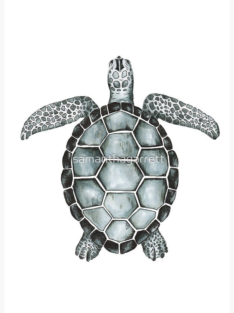 Sea Turtle Drawing Top View