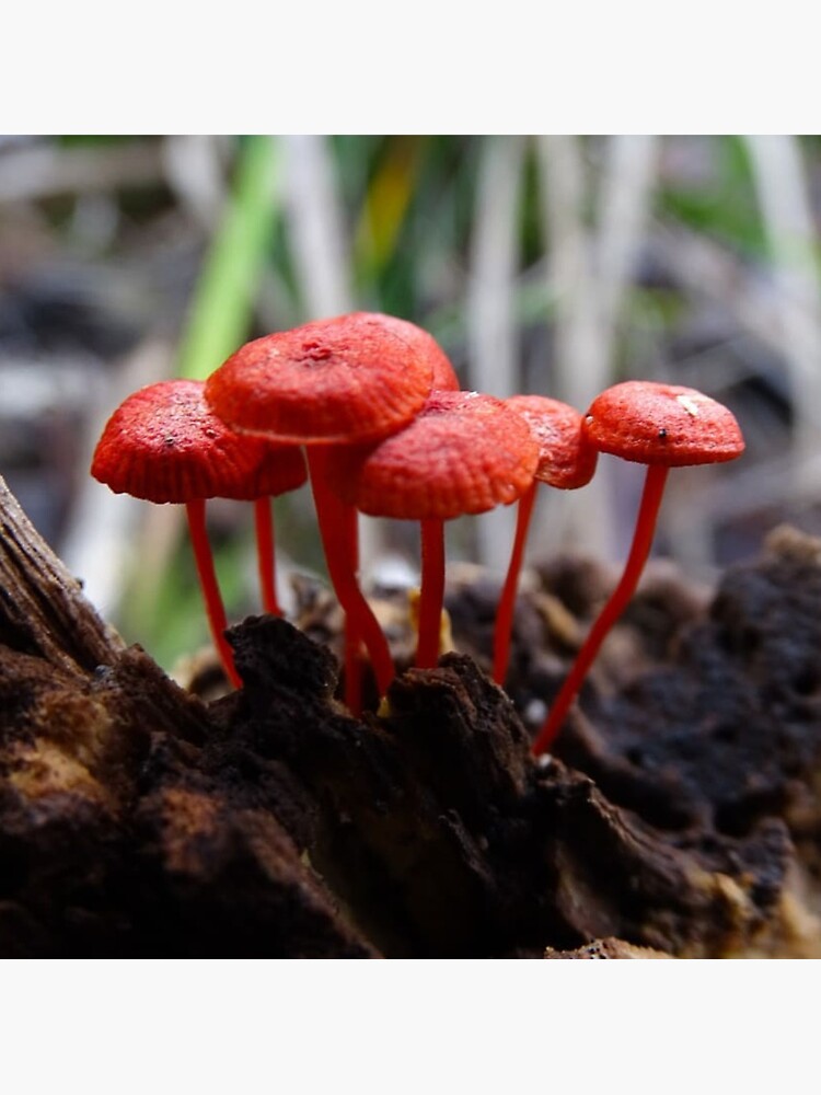 "Bright Red Fungi" Poster for Sale by Sugarloafdesign | Redbubble