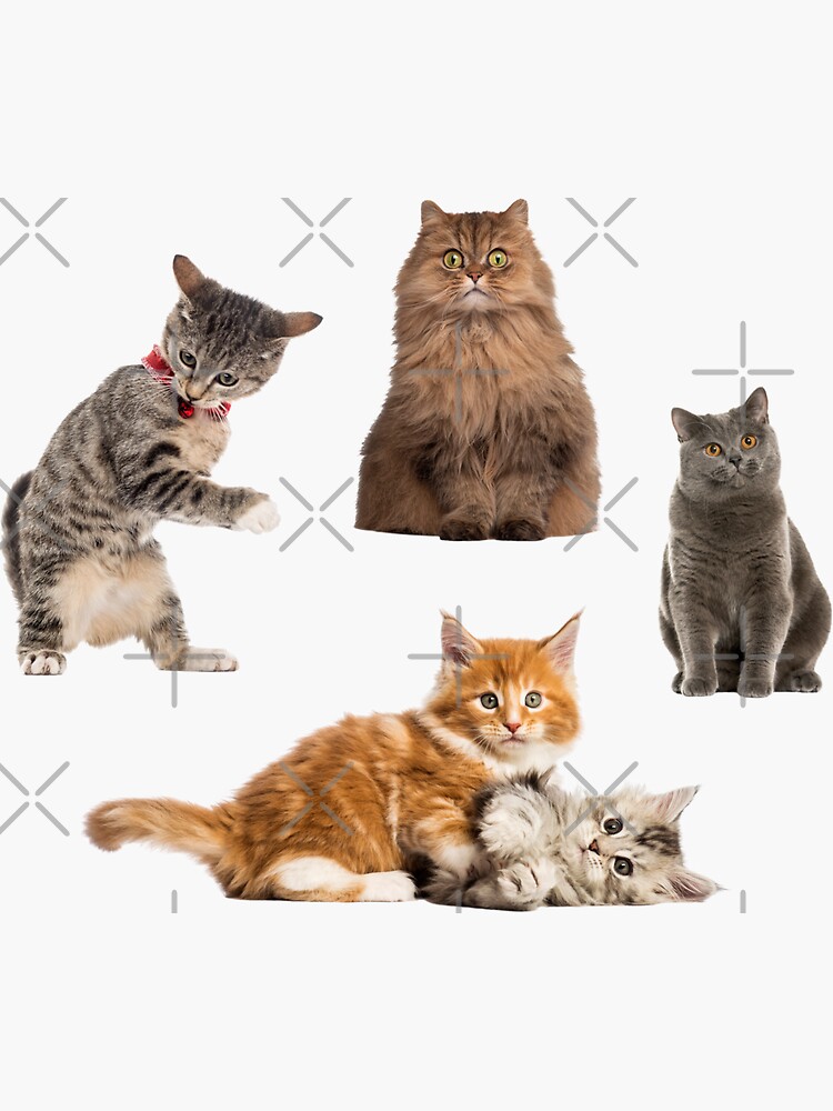 "Furry Cats Sticker Pack" Sticker for Sale by EmmaLovelyStore | Redbubble