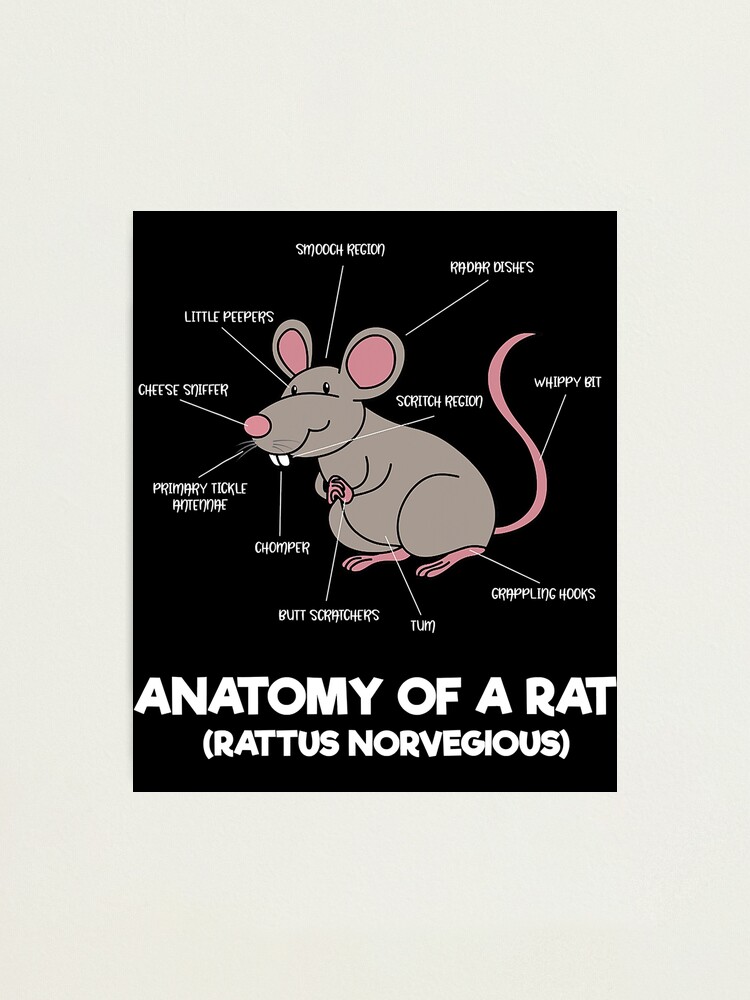 Lámina fotográfica for Sale con la obra «Anatomía de una rata: ratón ...