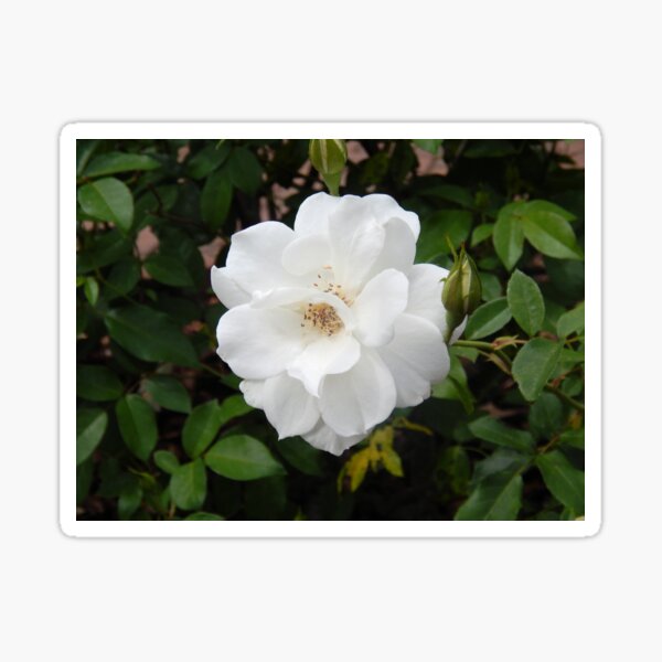 "Elegant White Rose" Sticker by gurineb | Redbubble