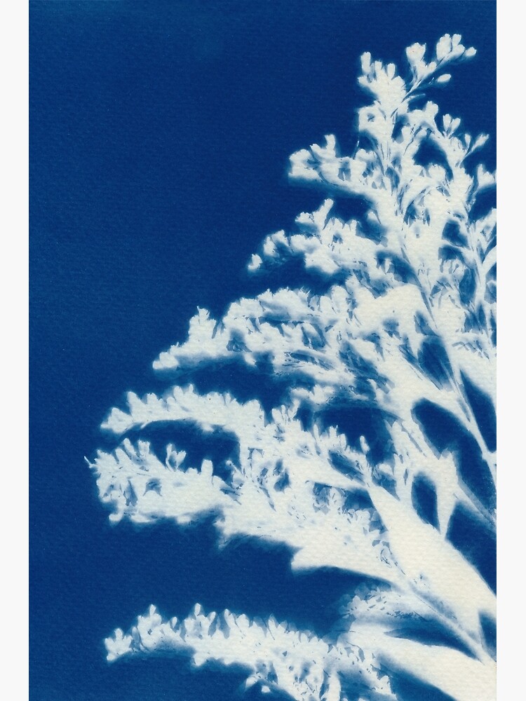 "Cyanotype - pressed flower" Poster for Sale by Peep-Up | Redbubble