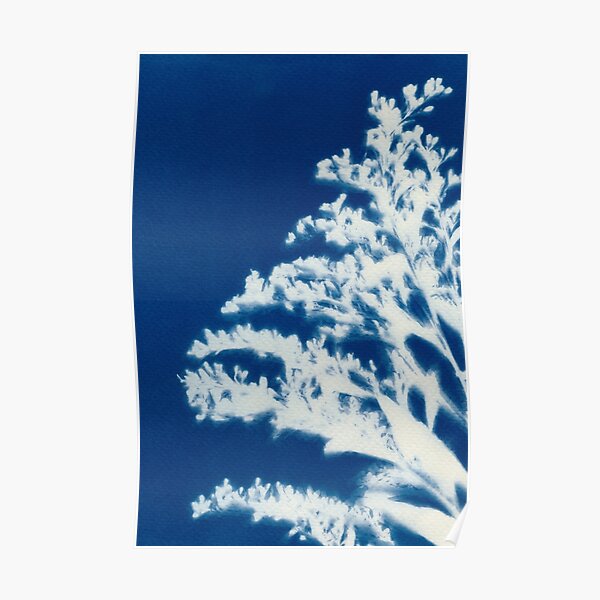 "Cyanotype - pressed flower" Poster for Sale by Peep-Up | Redbubble