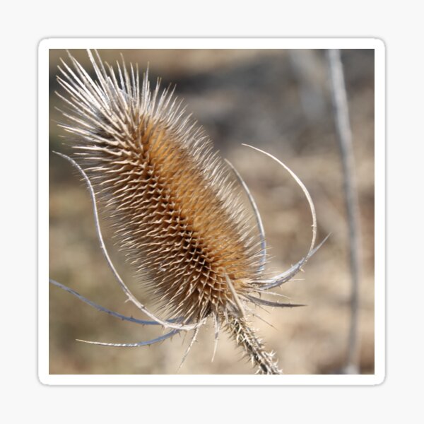 "Spring Burs" Sticker by Bsay89 | Redbubble