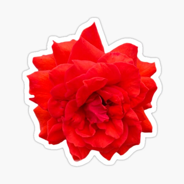 "Gypsy Rose Bloom with Ruffles " Sticker by LL00Blooms | Redbubble