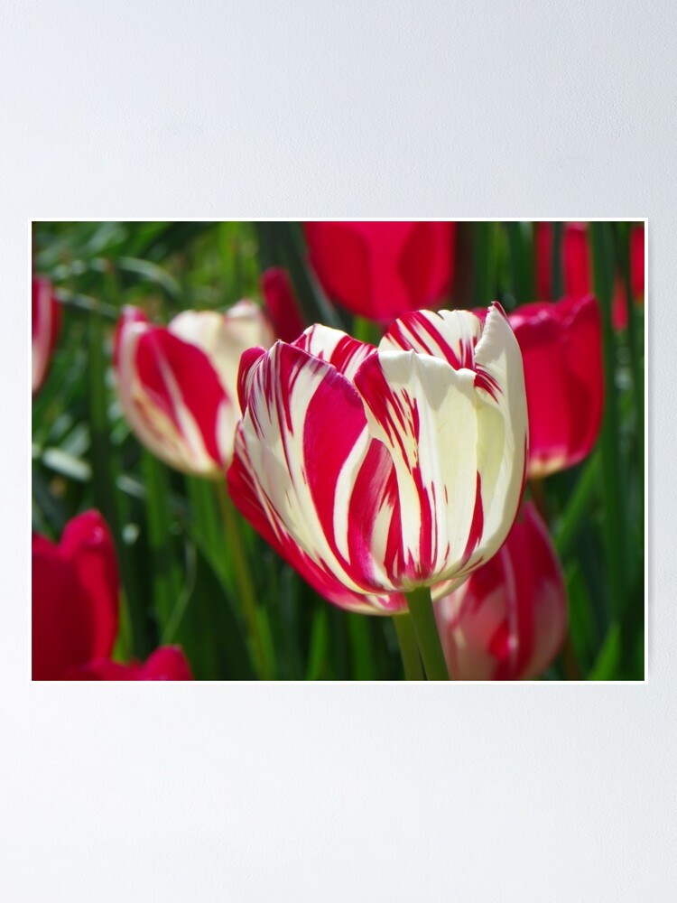 "Tulip Time" Poster for Sale by BeeGarland | Redbubble