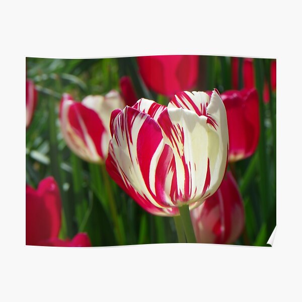 "Tulip Time" Poster for Sale by BeeGarland | Redbubble