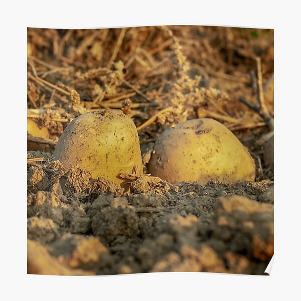"Potatoes and Soil" Poster for Sale by Soy-el-Soil | Redbubble