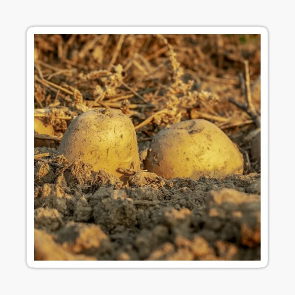 "Potatoes and Soil" Sticker by Soy-el-Soil | Redbubble