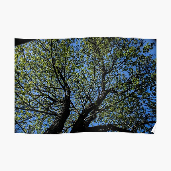 "Maple Tree" Poster for Sale by CaptureCarnage | Redbubble