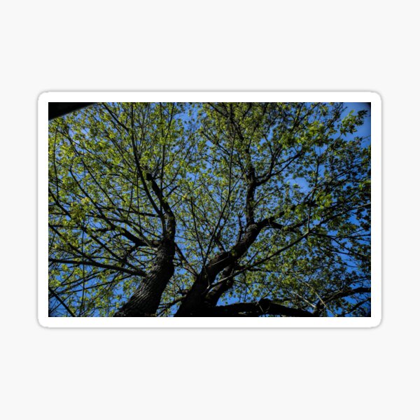 "Maple Tree" Sticker for Sale by CaptureCarnage | Redbubble