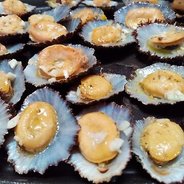 "Azores "lapas" limpets" Poster for Sale by Gaspar Avila | Redbubble