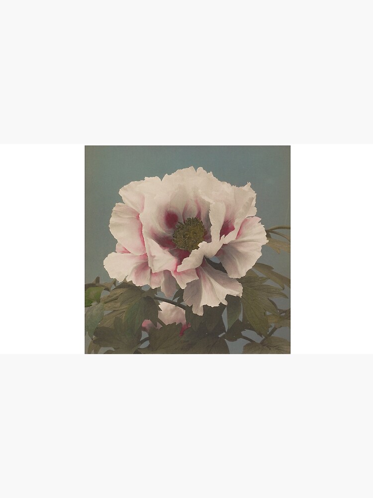 "Ogawa Kazumasa: Tree Peony Flower, Remastered - Vintage Japanese Art ...
