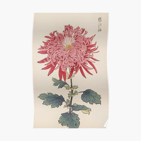 "Japan Pink Flower Blossom Botanical Illustration" Poster for Sale by ...
