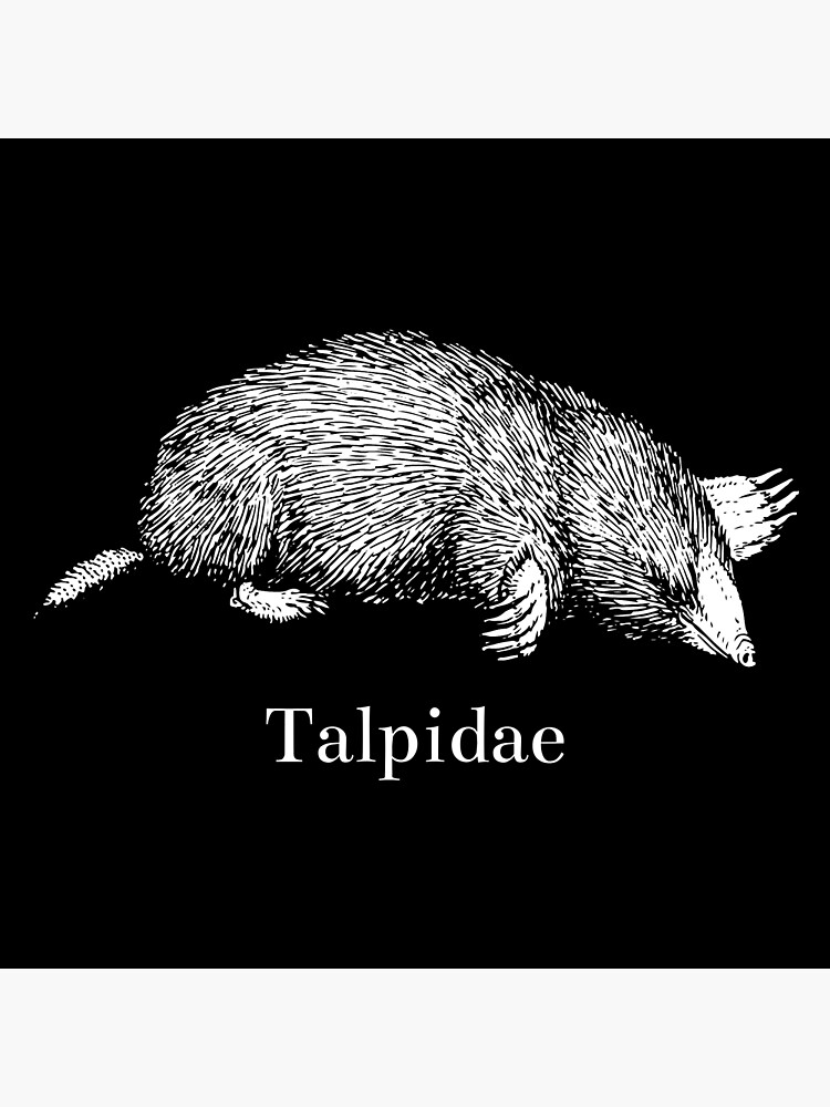"Mole - Talpidae" Poster for Sale by freekZOID | Redbubble