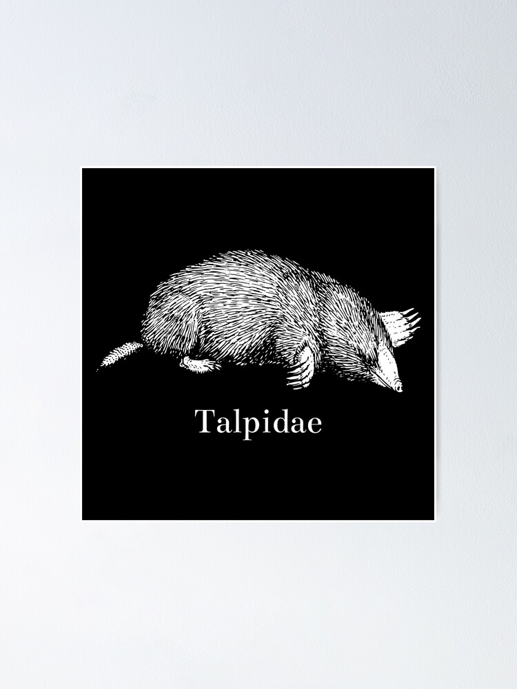 "Mole - Talpidae" Poster for Sale by freekZOID | Redbubble